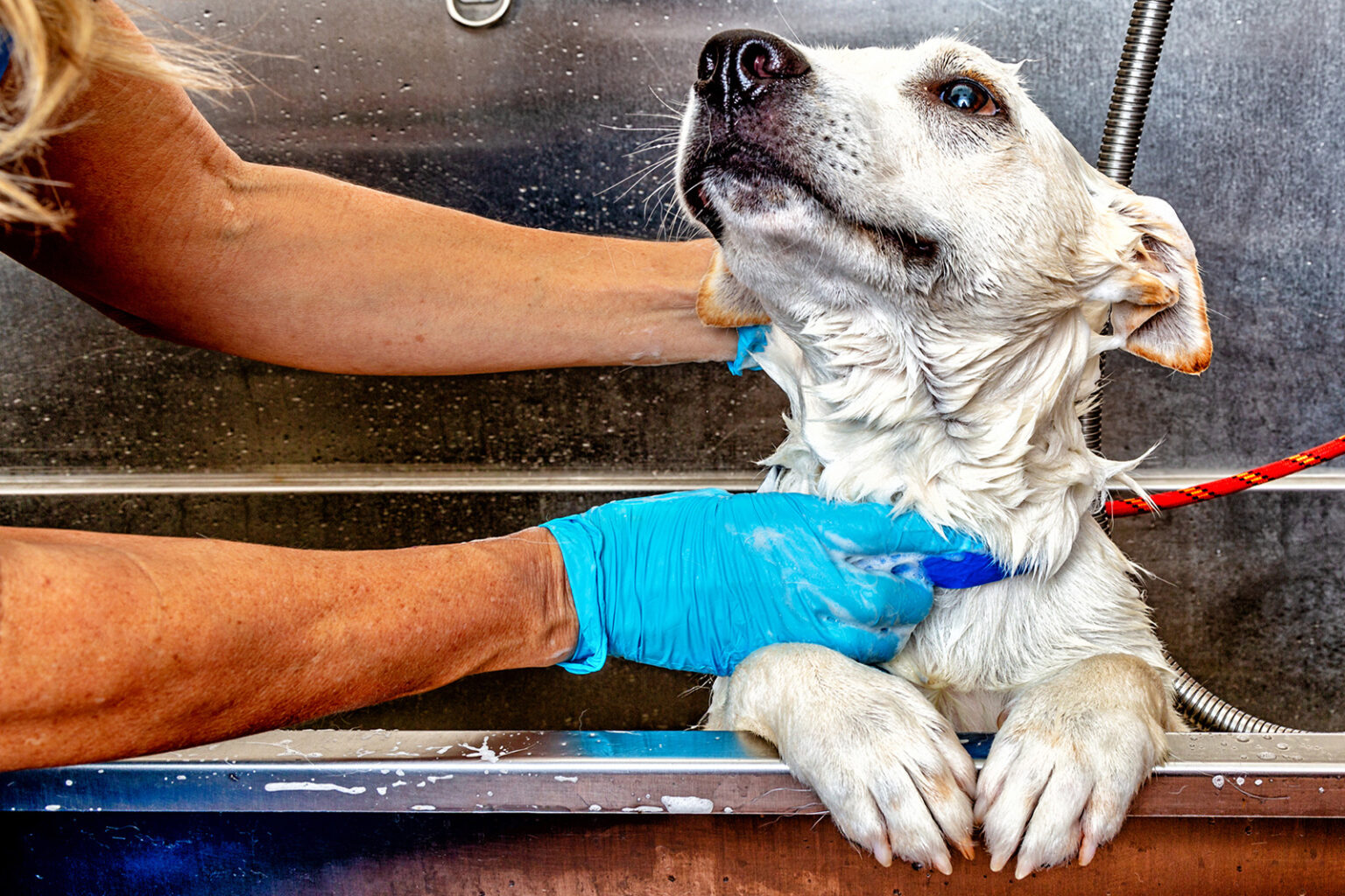 DOG GROOMING VANS | BUSH SPECIALTY VEHICLES