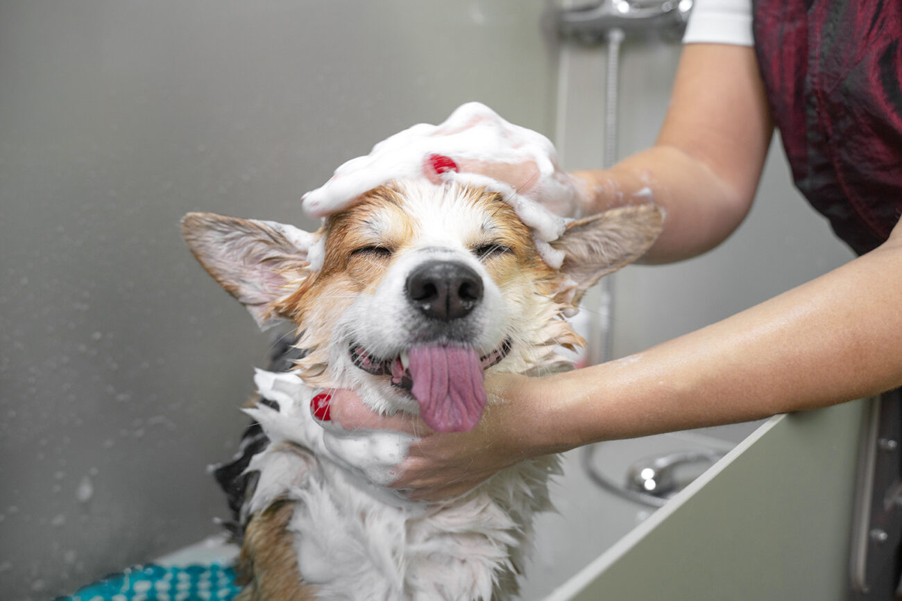 DOG GROOMING VANS | BUSH SPECIALTY VEHICLES