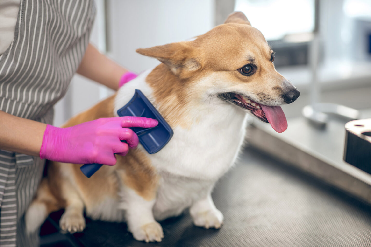 DOG GROOMING VANS | BUSH SPECIALTY VEHICLES